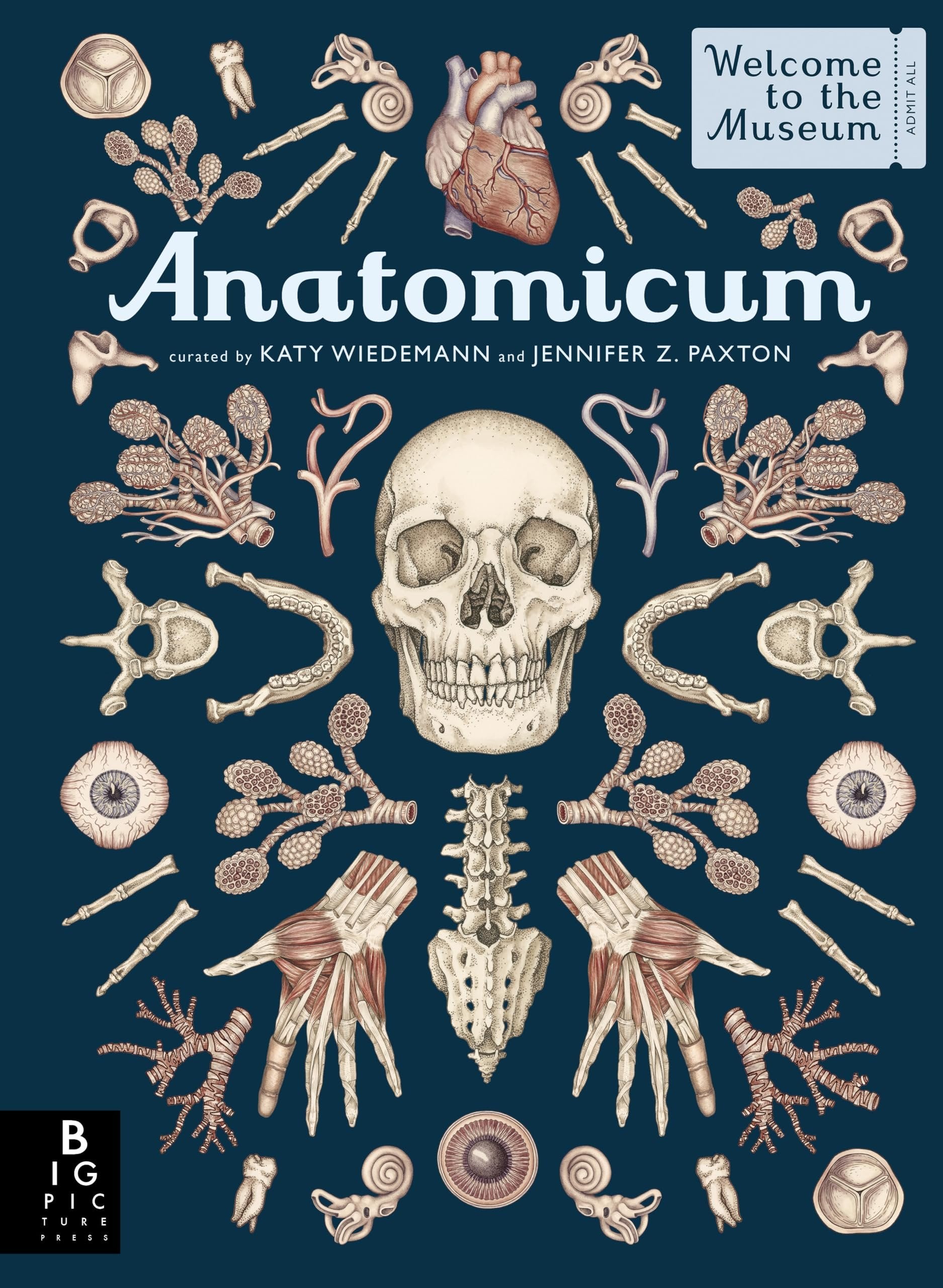 Dive into Anatomicum: A Visual Journey of Human Anatomy | Big Picture ...